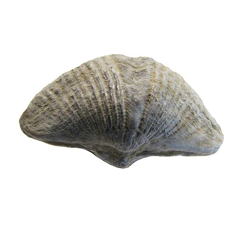 Brachiopods Fossils