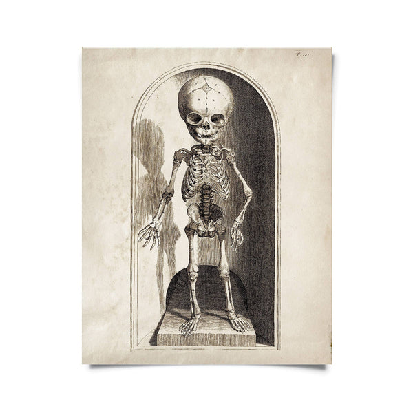 Vintage Anatomy Small Skeleton Print - Cast a Stone